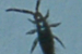 Where Do Springtails Come From - What's That Bug?