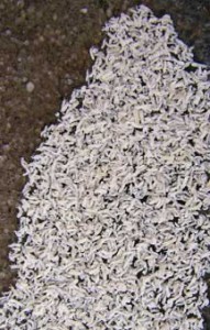 Do Springtails Eat Mold? Truth Revealed - What's That Bug?