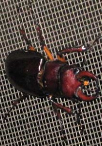 Stag Beetles Uncovered: Understanding Their Behavior And Habitat - What ...