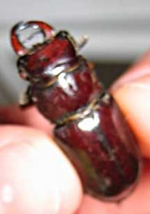 Stag Beetles Uncovered: Understanding Their Behavior And Habitat - What ...