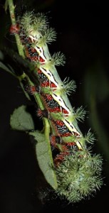 Caterpillar Predators: Who's On The Menu? Exploring Natural Predation ...