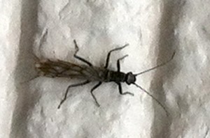 Mayfly vs Stonefly: Unraveling the Key Differences - What's That Bug?