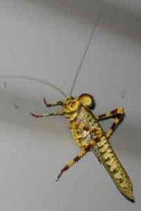 Are Katydids Harmful? Debunking Myths And Revealing Facts - What's That ...