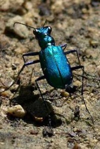 Tiger Beetle: All You Need To Know In A Nutshell - What's That Bug?