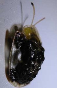 Clavate Tortoise Beetle: Essential Facts Uncovered - What's That Bug?