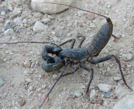 Vinegarone - What's That Bug?