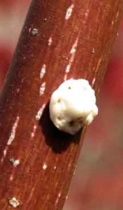 Scale Insect: All You Need To Know In A Quick, Friendly Guide - What's ...