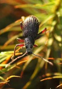 What Do Weevils Eat? - What's That Bug?