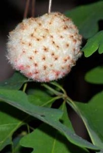 Wool Sower Gall: Essential Facts For Curious Minds - What's That Bug?