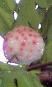 Wool Sower Gall: Essential Facts For Curious Minds - What's That Bug?