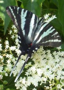 Zebra Swallowtail: Comprehensive Guide For Enthusiasts - What's That Bug?