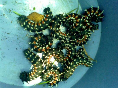 Cabbage Tree Emperor Moth: Quick Facts and Essential Info - What's That ...