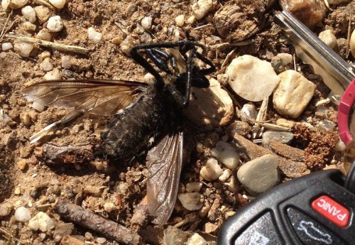 The Truth About Robber Fly Bites: Are They Poisonous?