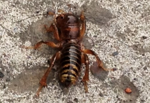 Where Do Jerusalem Crickets Live? Uncovering Their Secret Habitats ...