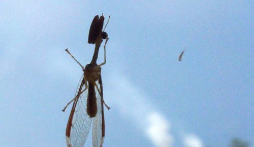 Unveiling the Mantisfly: Key Information in a Concise Guide