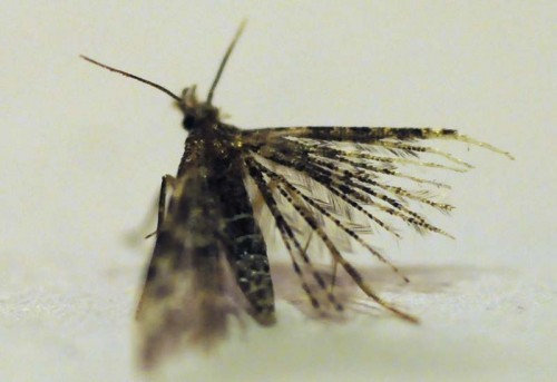 Plume Moth Spiritual Meaning: Unraveling the Mystical Symbolism - What ...