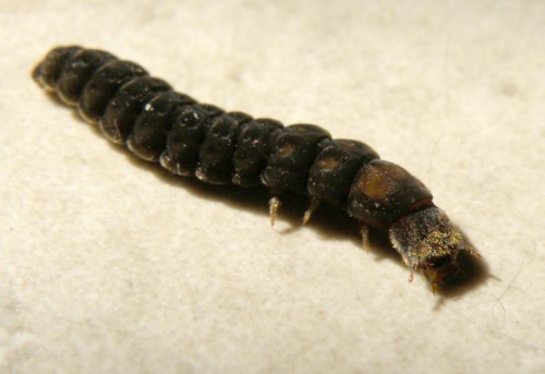 Understanding Soldier Beetles: A Comprehensive Guide - What's That Bug?