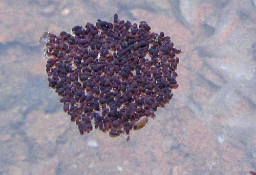 Springtail vs. Flea: Explained - What's That Bug?