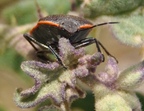 Conchuela Stink Bug: Quick Guide For Curious Minds - What's That Bug?