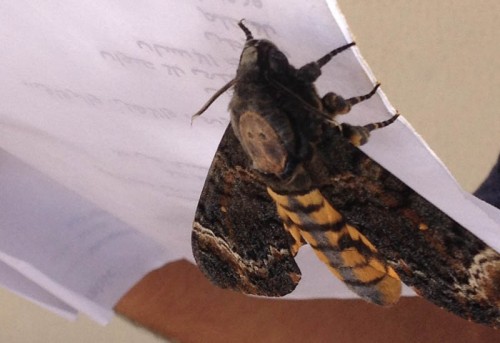 Deaths Head Hawk Moth: Quick Guide For Curious Minds - What's That Bug?