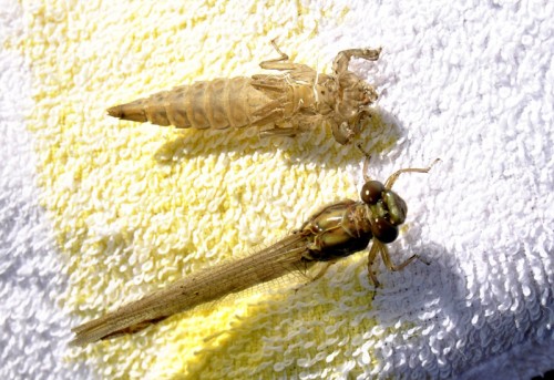 The Fascinating Transformation Of Dragonflies: A Life Cycle Overview ...