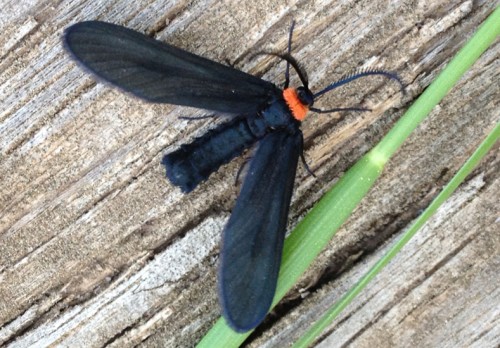 How to Get Rid of Grape Leaf Skeletonizer: A Quick Guide for Healthy ...