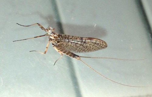 Discover What Eats Mayflies: Exploring the Predators in Nature