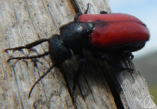 All About Cleridae: A Fast Introduction To These Fascinating Beetles ...