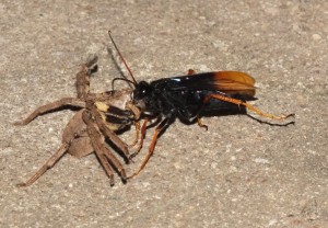 What Eats Huntsman Spiders? Who Hunts The Hunted? - What's That Bug?