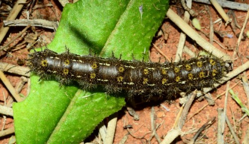 Buck Moth Caterpillar: All You Need To Know For Safe Encounters - What ...