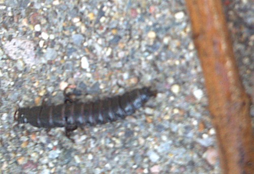 Caterpillar Hunters: Effective Natural Solutions For Pest Management ...