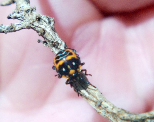 Are Harlequin Bugs Harmful To Humans? What Damage Can They Do? - What's ...
