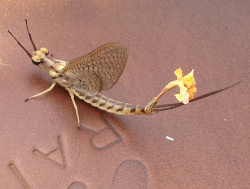 Mayfly Life Cycle: A Fascinating Journey Explained - What's That Bug?