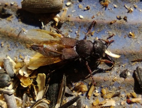 Journey Into Nature's Tiny Wonders: The Rove Beetle Life Cycle - What's ...