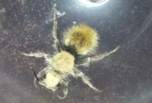 How Bad Is A Velvet Ant Sting? What To Do If Stung? - What's That Bug?