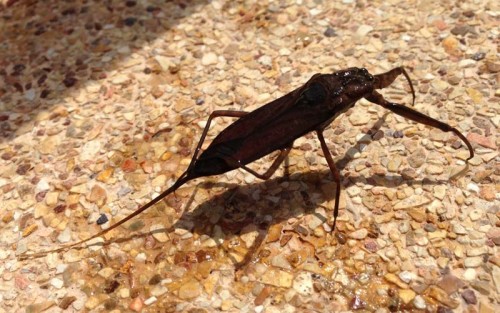 Water Scorpions Life Cycle: A Fascinating Journey Explained – What's ...