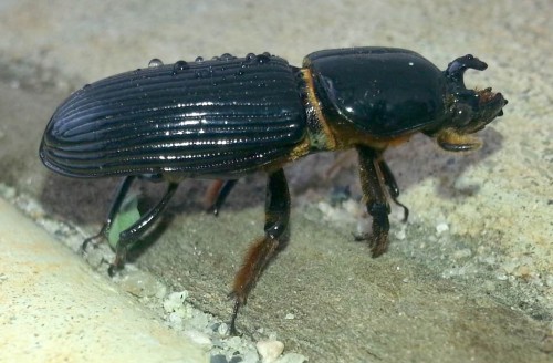 Do Bess Beetles Bite? Uncovering The Truth About These Insects - What's ...