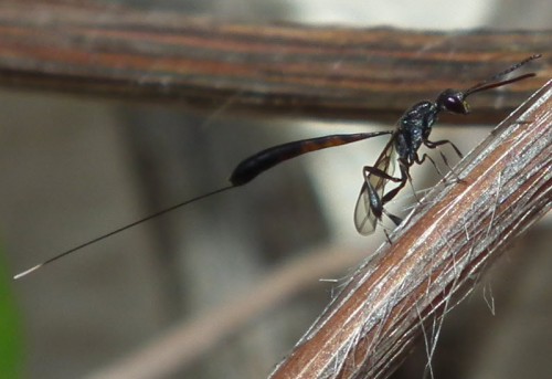 Carrot Wasp: All You Need To Know For A Thriving Garden - What's That Bug?