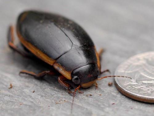 Diving Beetle - All You Need To Know - What's That Bug?