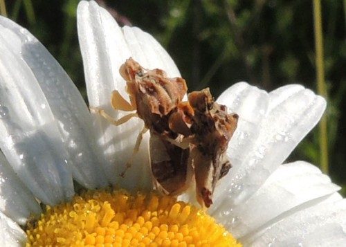 Jagged Ambush Bug: All You Need To Know In A Nutshell - What's That Bug?
