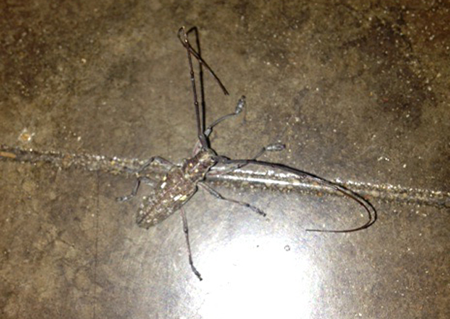 White Spotted Sawyer Beetle Poisonous? Debunking the Myth - What's That ...