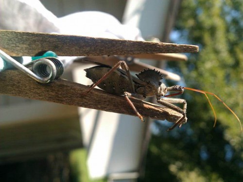 Are Wheel Bugs Poisonous? Debunking The Myths - What's That Bug?