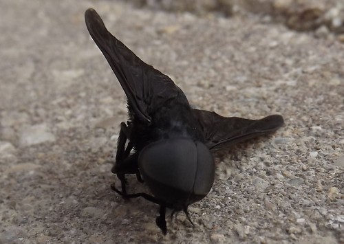Giant Black Fly: All You Need To Know In A Nutshell - What's That Bug?
