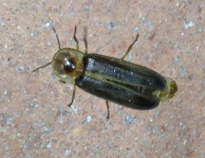 How Long Do Fireflies Live: Uncovering Their Lifespan Secrets - What's ...