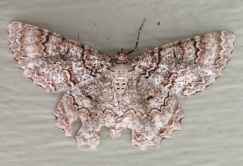 Geometer Moth: All You Need To Know In A Quick Guide - What's That Bug?