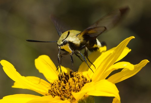 Discovering The Bee Hawk Moth: A Deep Dive Into Its Hidden Facts - What ...