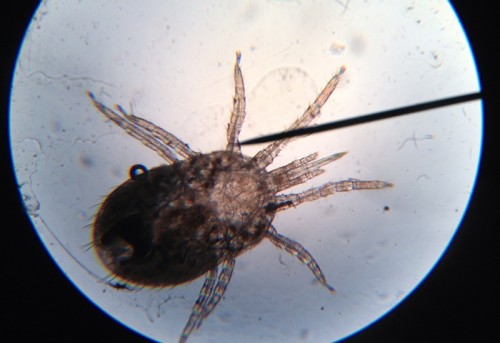 Types Of Mites: A Friendly Guide To Identification - What's That Bug?