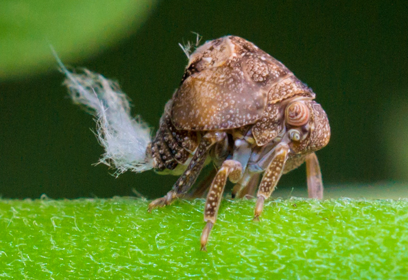 Planthopper Nymph (Fluffy Tail/Bum): Discovering Nature's Unique Little ...