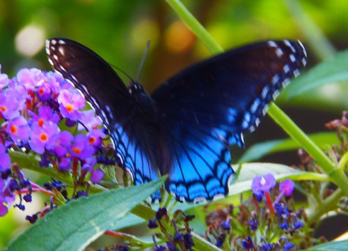 Red Spotted Purple Butterfly: All You Need to Know – A Quick Guide ...
