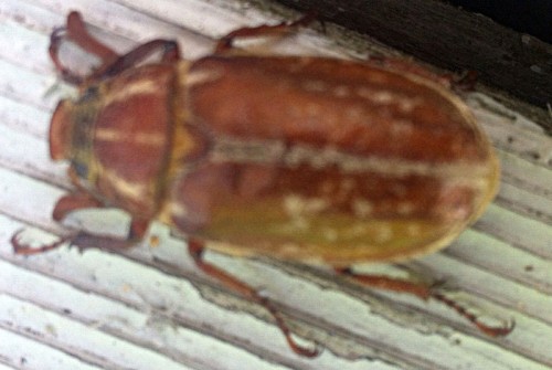 June Beetle Spiritual Meaning: Unveiling Nature's Hidden Wisdom - What ...